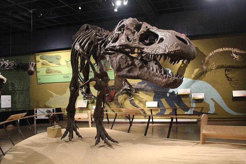 Cleveland Museum of Natural History | Paleontology World