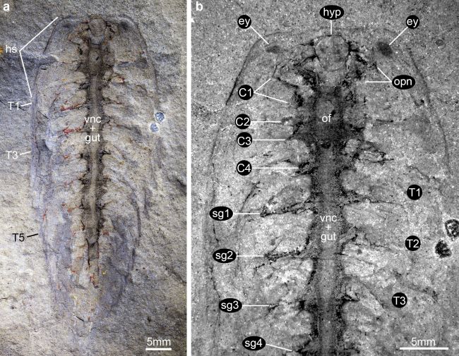 Fossilized Brains Found in Ancient Bug-Like Creatures | Paleontology World