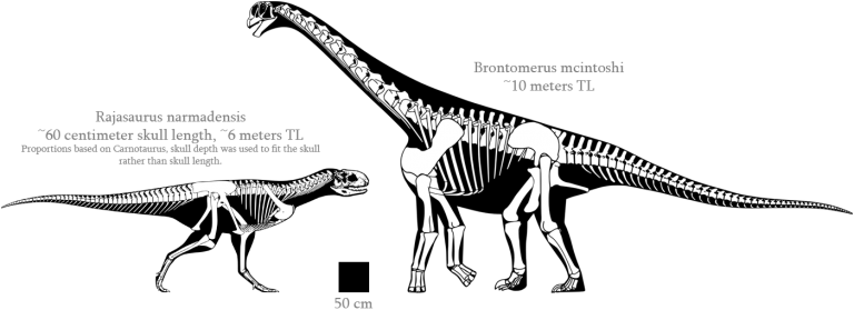 Rajasaurus | Paleontology World