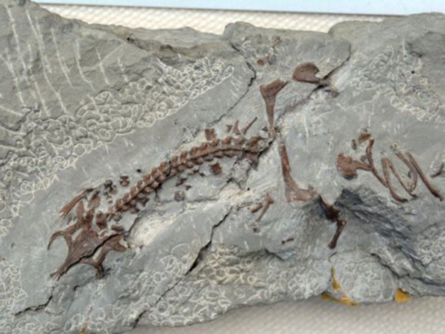 Paleontologist Analyses Finds From the Dutch Town of Winterswijk ...