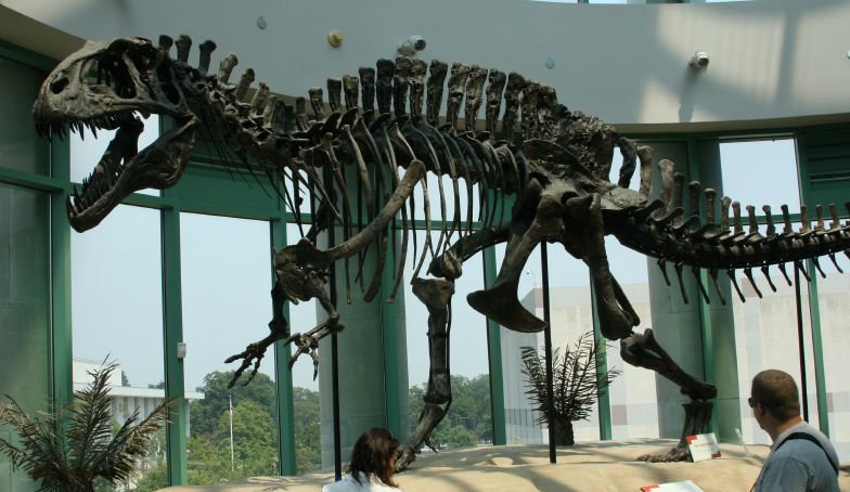 10 Largest Meat-Eating Dinosaurs | Paleontology World