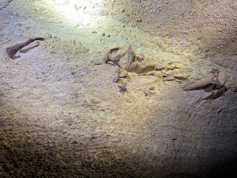 Sharks in Kentucky? What Explorers Found in Mammoth Cave is Blowing ...