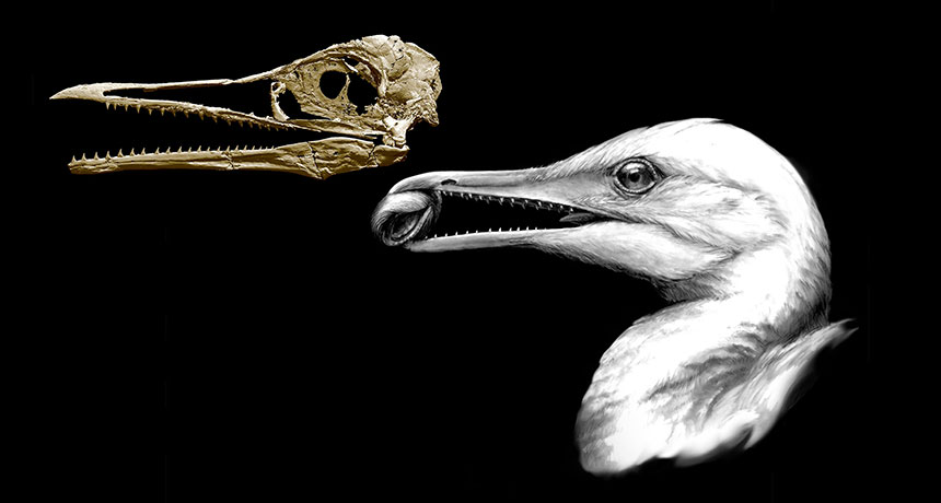 This Extinct Bird Boasted Dinosaur-Like Teeth | Paleontology World