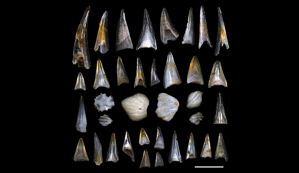 Dinosaur Extinction Drove Pulses of Fish Diversification | Paleontology ...