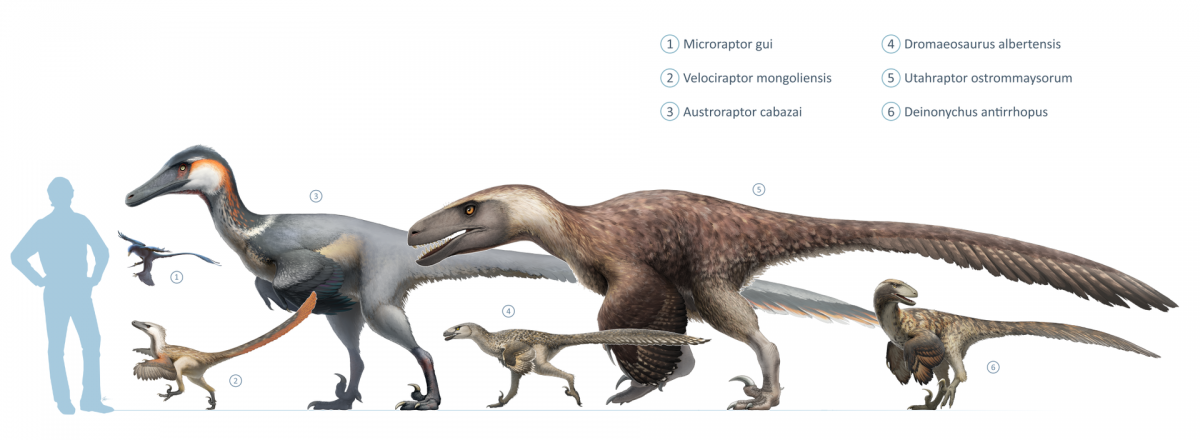 Dromaeosaurus | Paleontology World