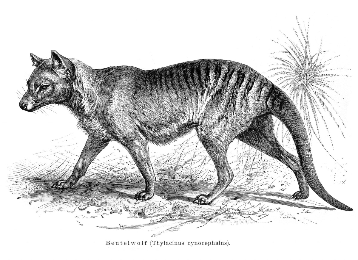 These Four Extinct Animals Could be Brought Back From the Dead ...