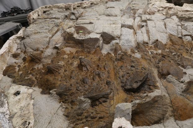 The ROM’s New Rock Star: Meet Zuul the Dinosaur, Destroyer of Shins ...
