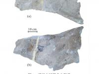 Ankylosaurus | Paleontology World